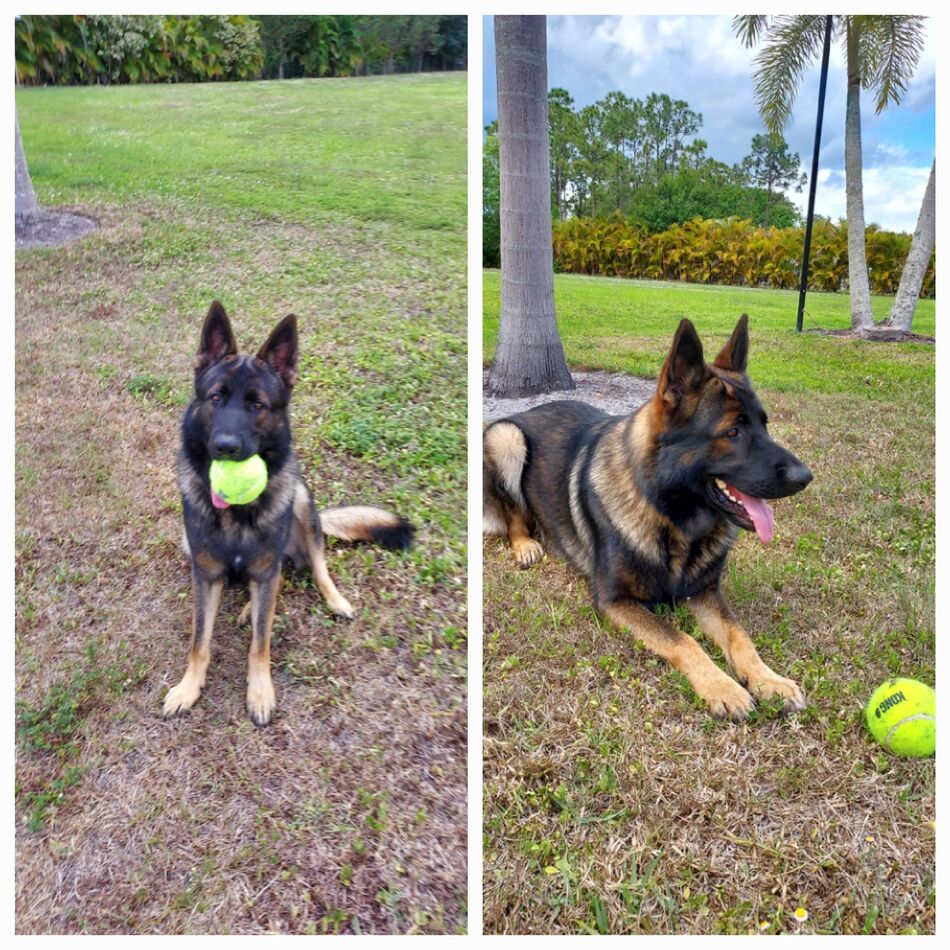 my-favorite-guy-german-shepard-love