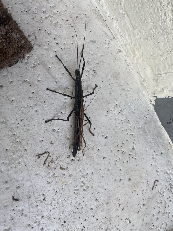 Beware of Walking Stick insects: We are visiting Stuart from New York ...